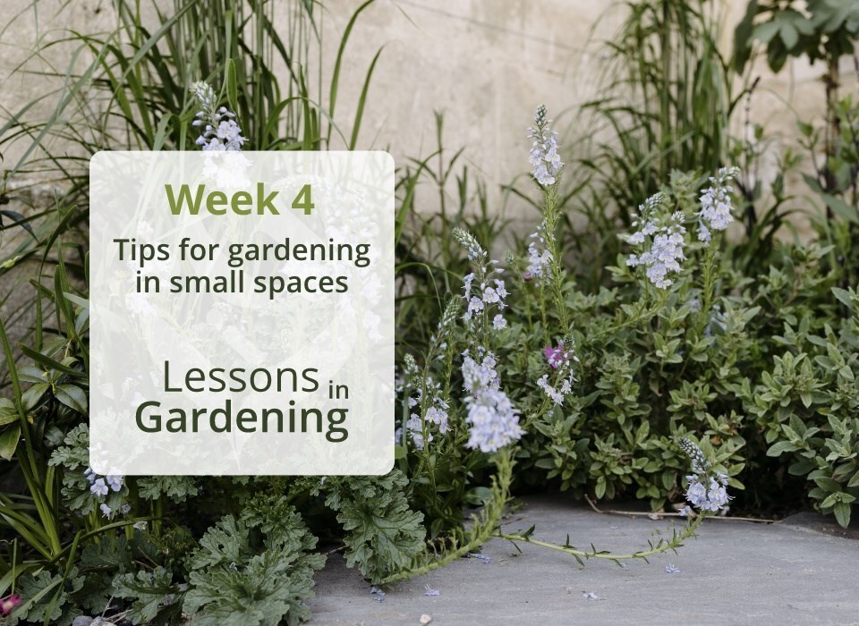 Lessons in gardening week four step one