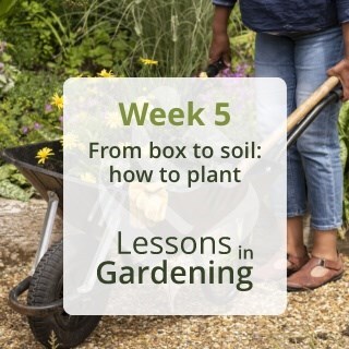 Lessons in gardening week four landing