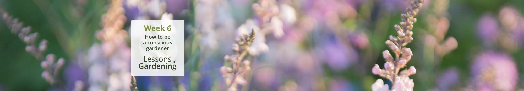 Lessons in gardening week six step two