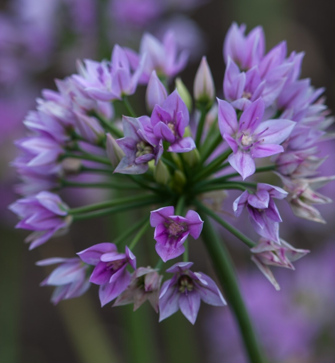 Inspiration for your garden