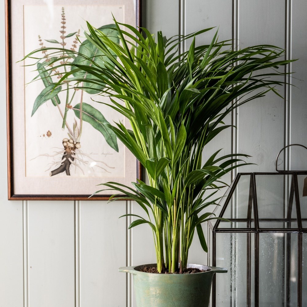 Indoor Plants | House Plants & Office Plants from Crocus