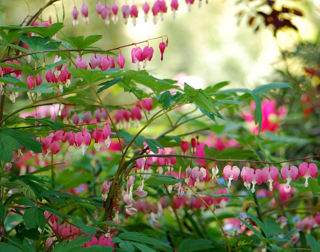 Inspiration for your garden