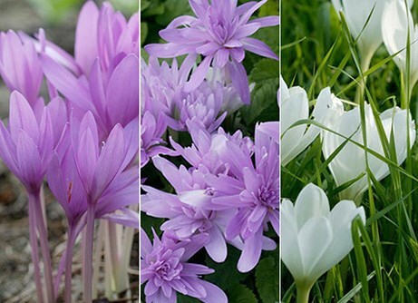 Buy garden bulbs | RHS Plants