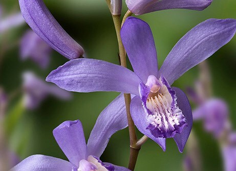 Buy garden bulbs | RHS Plants