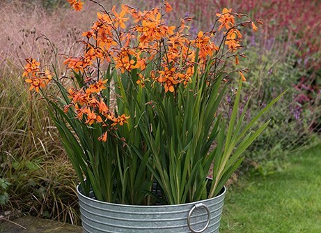 Buy garden bulbs | RHS Plants