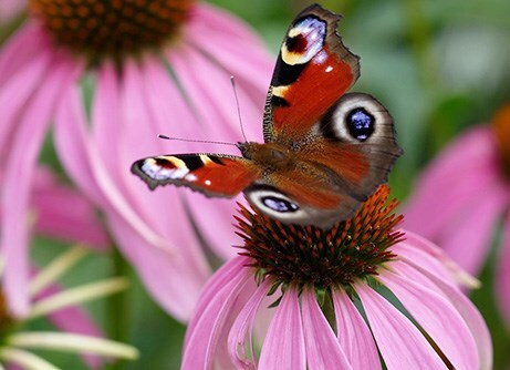 RHS Spring Catalogue