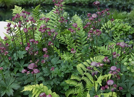 RHS Spring Catalogue