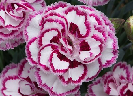 RHS Spring Catalogue