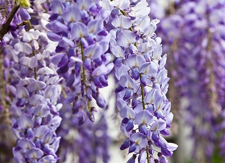 RHS Spring Catalogue