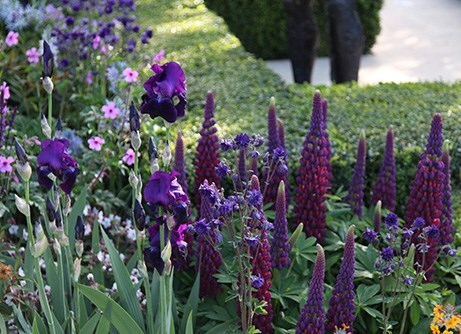 RHS Catalogue Summer 2021