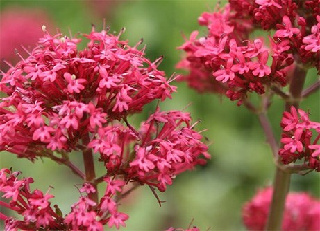 RHS Catalogue Summer 2021