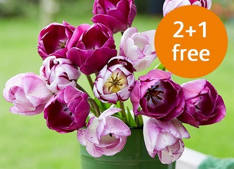 Special Offers | RHS Plants