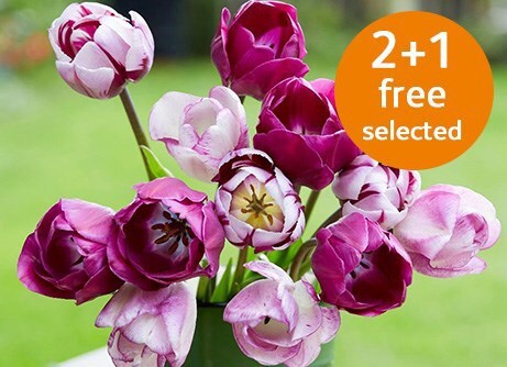 Special Offers | RHS Plants