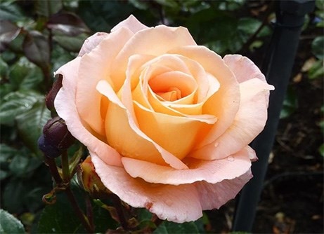 Special Offers | RHS Plants