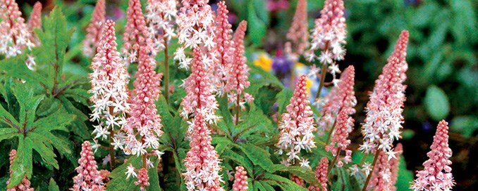 Buy perennials, bulbs, climbers & other garden plants | RHS Plants