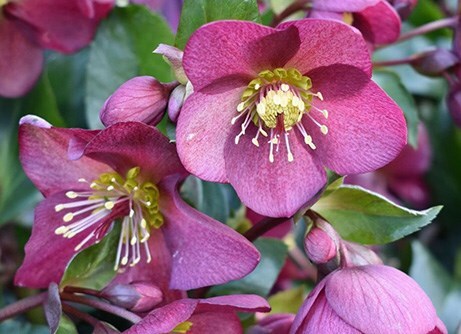 Buy perennials, bulbs, climbers & other garden plants | RHS Plants