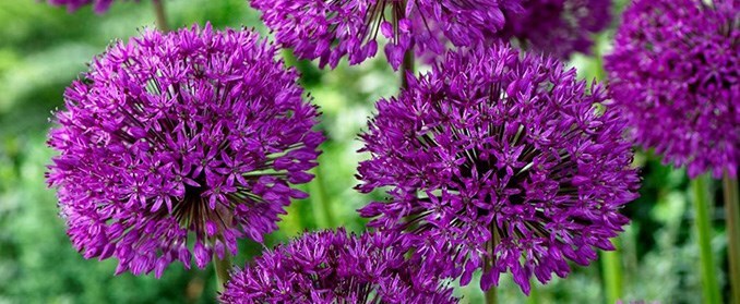 Buy perennials, bulbs, climbers & other garden plants | RHS Plants