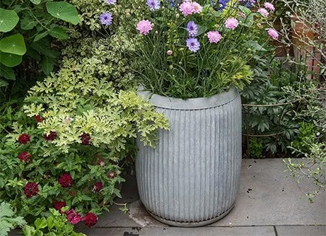 Buy garden pots and containers | RHS Plants