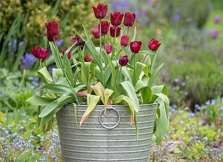 Buy garden pots and containers | RHS Plants