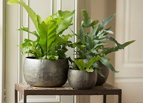 Buy garden pots and containers | RHS Plants