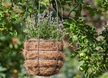 Buy garden pots and containers | RHS Plants