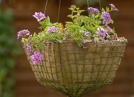 Buy garden pots and containers | RHS Plants