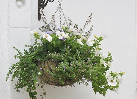 Buy garden pots and containers | RHS Plants