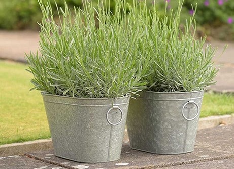 Buy garden pots and containers | RHS Plants