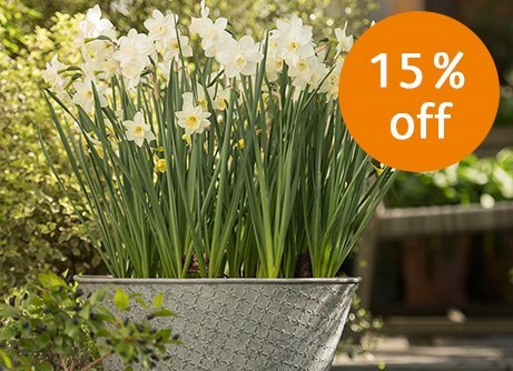 Buy garden pots and containers | RHS Plants