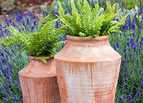 Buy garden pots and containers | RHS Plants