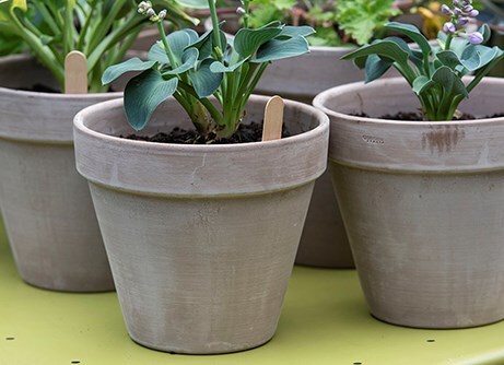 Buy garden pots and containers | RHS Plants
