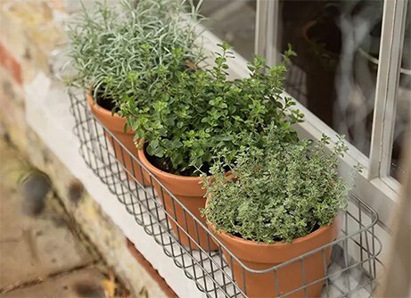 Buy garden pots and containers | RHS Plants