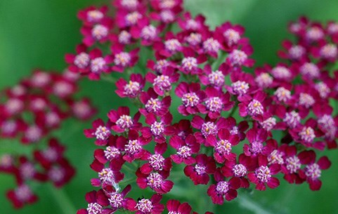 The Home of Online Gardening - Waitrose Garden
