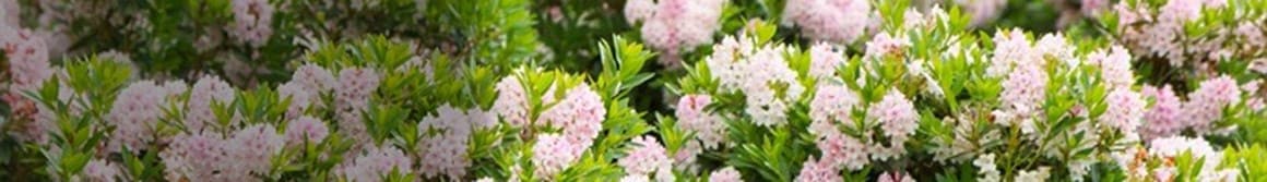 The Home of Online Gardening - Waitrose Garden