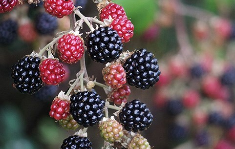 The Home of Online Gardening - Waitrose Garden