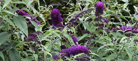 The Home of Online Gardening - Waitrose Garden