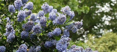 The Home of Online Gardening - Waitrose Garden