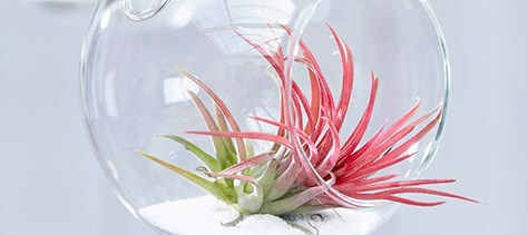 The Home of Online Gardening - Waitrose Garden