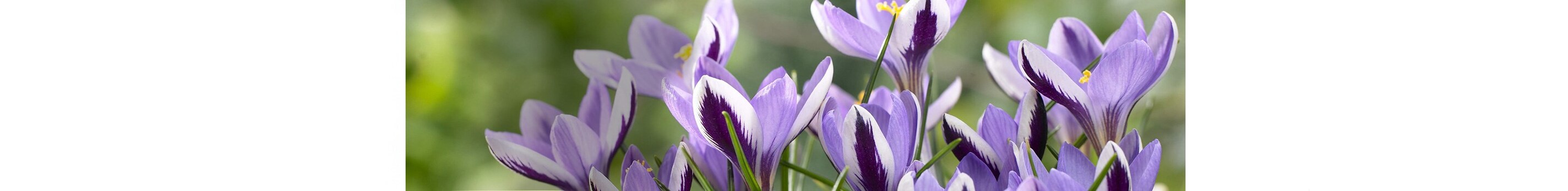 The Home of Online Gardening - Waitrose Garden