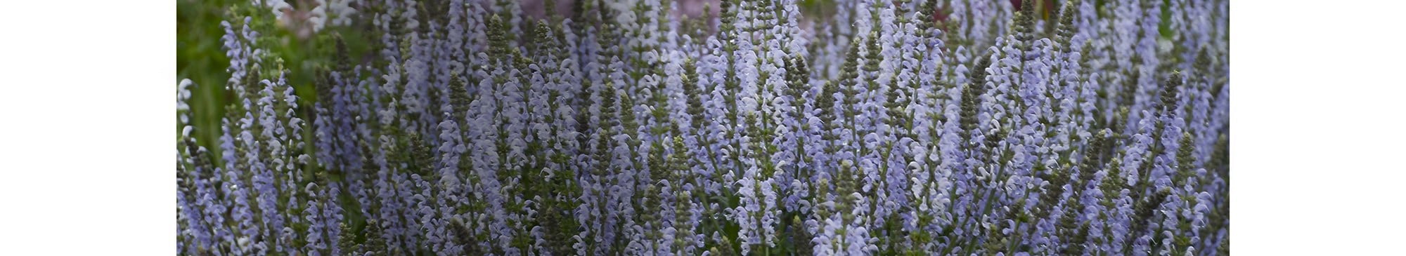 The Home of Online Gardening - Waitrose Garden