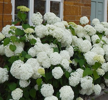 The Home of Online Gardening - Waitrose Garden