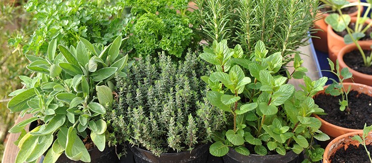 The Home of Online Gardening - Waitrose Garden