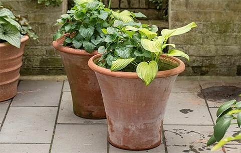 The Home of Online Gardening - Waitrose Garden