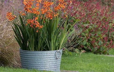 The Home of Online Gardening - Waitrose Garden