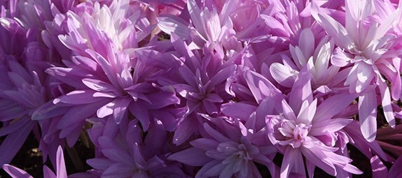 The Home of Online Gardening - Waitrose Garden