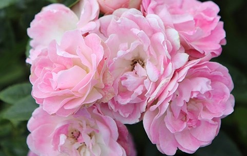 The Home of Online Gardening - Waitrose Garden