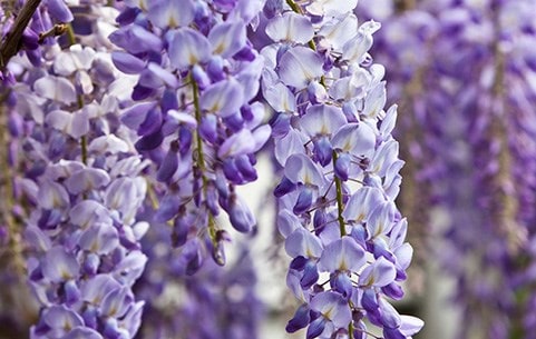 The Home of Online Gardening - Waitrose Garden