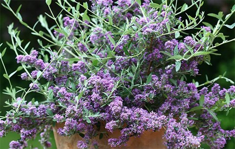 The Home of Online Gardening - Waitrose Garden