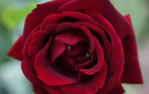 The Home of Online Gardening - Waitrose Garden