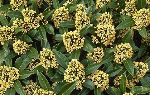 The Home of Online Gardening - Waitrose Garden